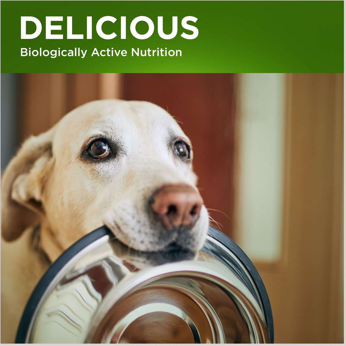 FRUITABLES Switch Pet Food Transition Dog & Cat Supplement, 15-oz, case ...