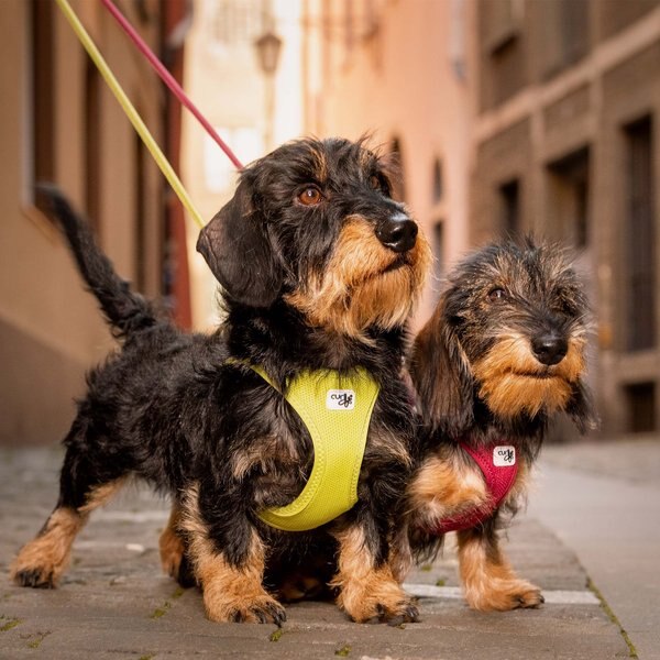 CURLI Clasp Vest Air-Mesh Dog Harness, Brown, Small - Chewy.com