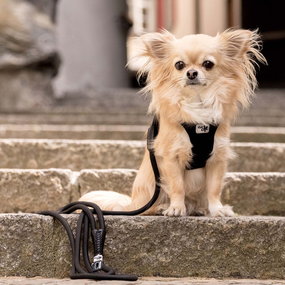 CURLI Stretch Comfort Dog Leash, Black, Medium - Chewy.com