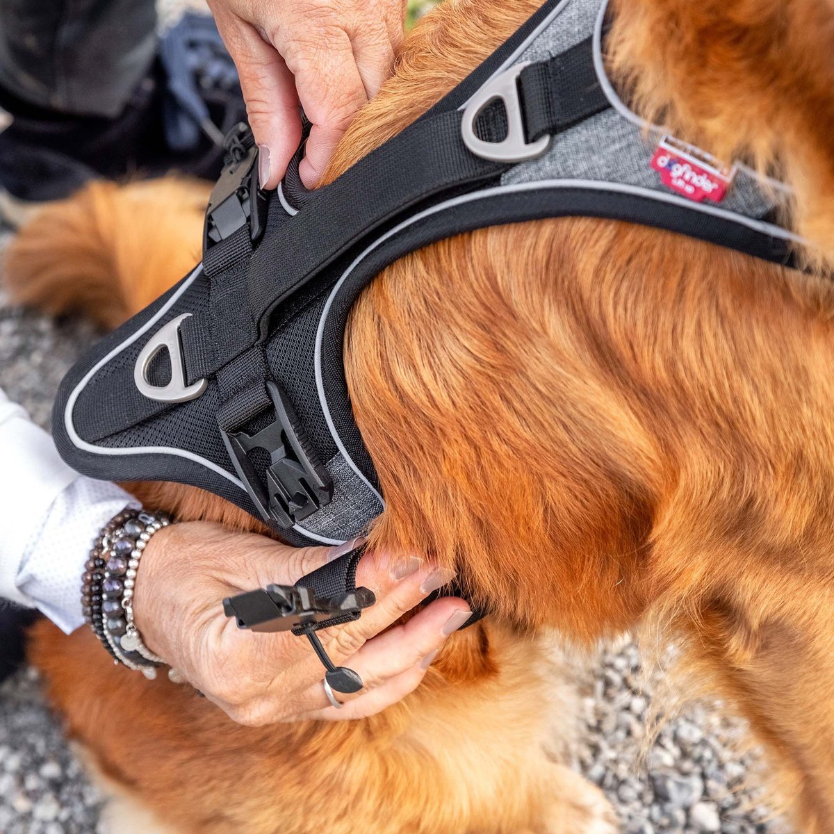 CURLI Magnetic Belka Comfort Dog Harness, Black, Large - Chewy.com