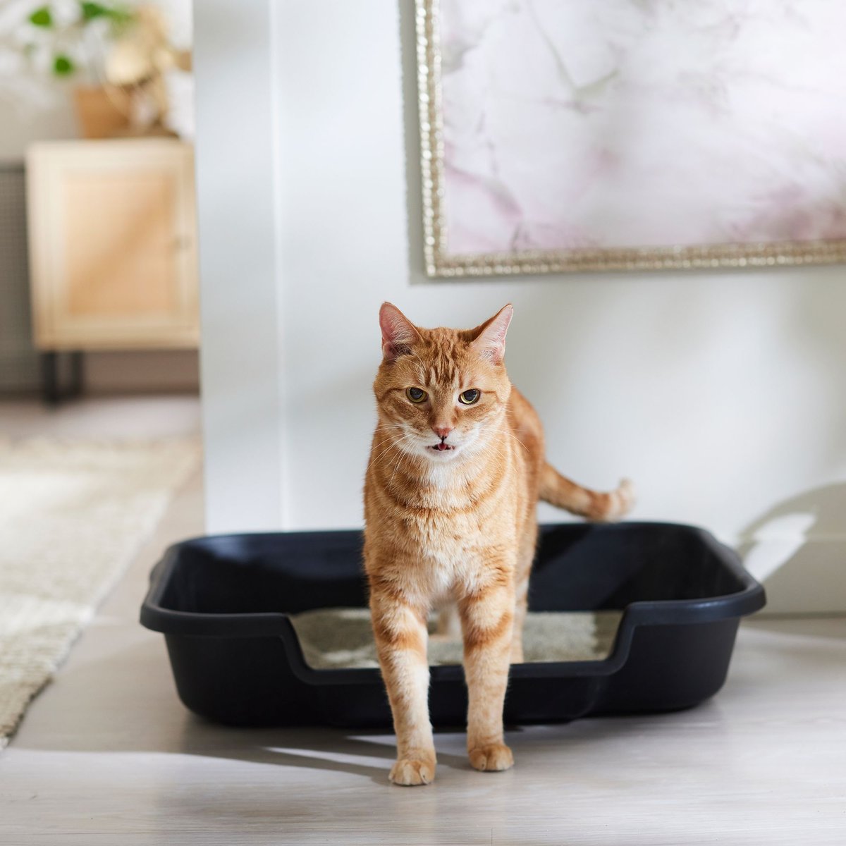 ARM & HAMMER LITTER Clump & Seal Multi-Cat Scented Clumping Clay Cat ...