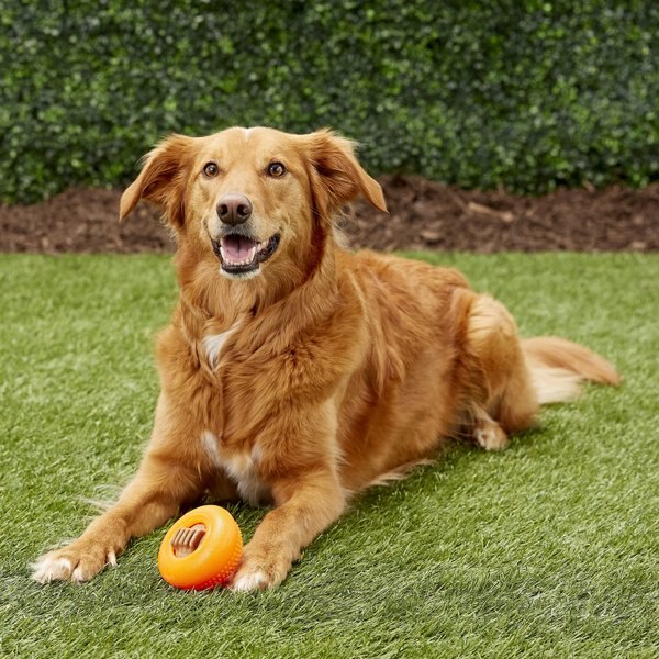 STARMARK Everlasting Bento Ball with Dental Treat Tough Dog Chew Toy ...