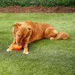 STARMARK Everlasting Bento Ball with Dental Treat Tough Dog Chew Toy ...