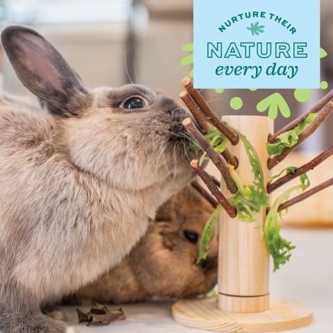 OXBOW Enriched Life Apple Twig Tree Small Pet Toy - Chewy.com