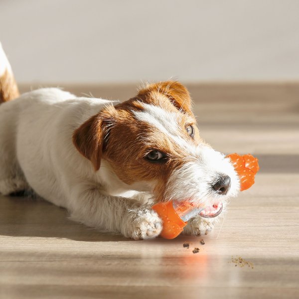 NYLABONE Sneaky Snacker Bacon Flavor Dog Treat Toy, Orange, Medium ...
