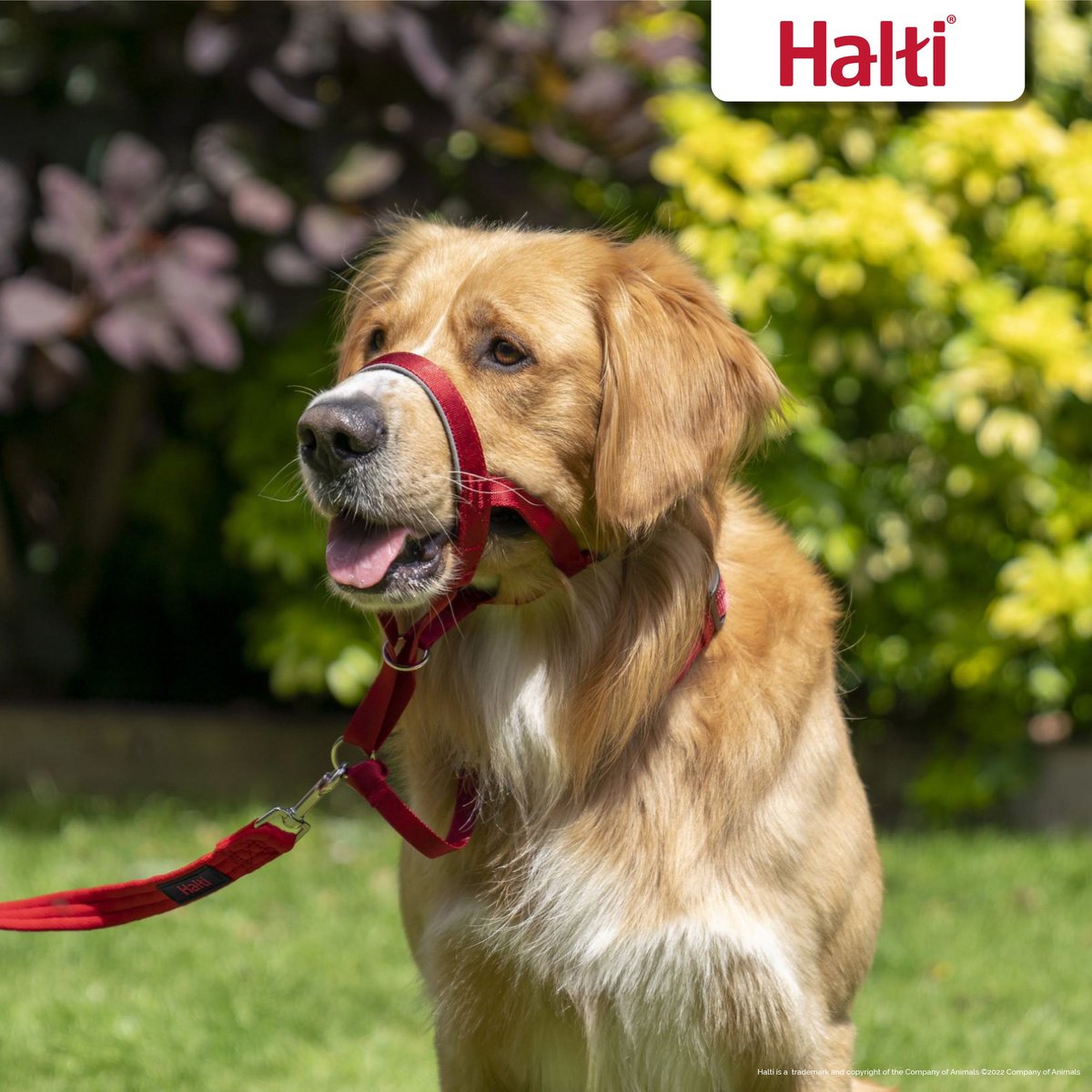 HALTI Nylon Padded No Pull Dog Headcollar, Red, Size 2 - Chewy.com