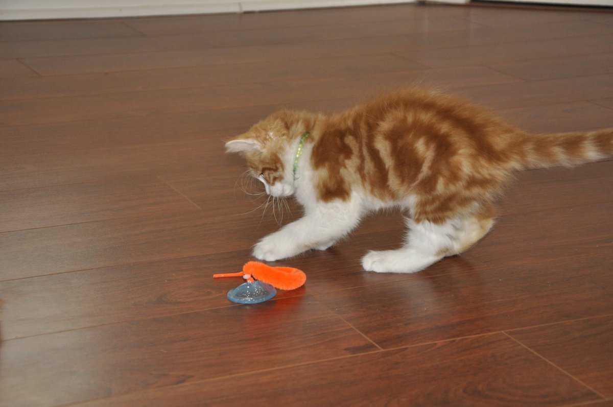 TURBO Whirly Pop Cat Toy with Catnip - Chewy.com
