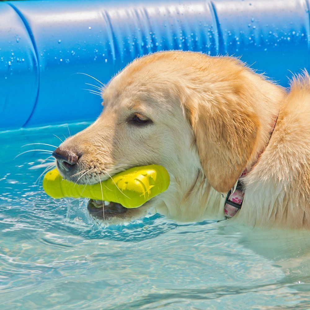 HYPER PET Hyper Chewz Dog Chew Toy, Bone - Chewy.com