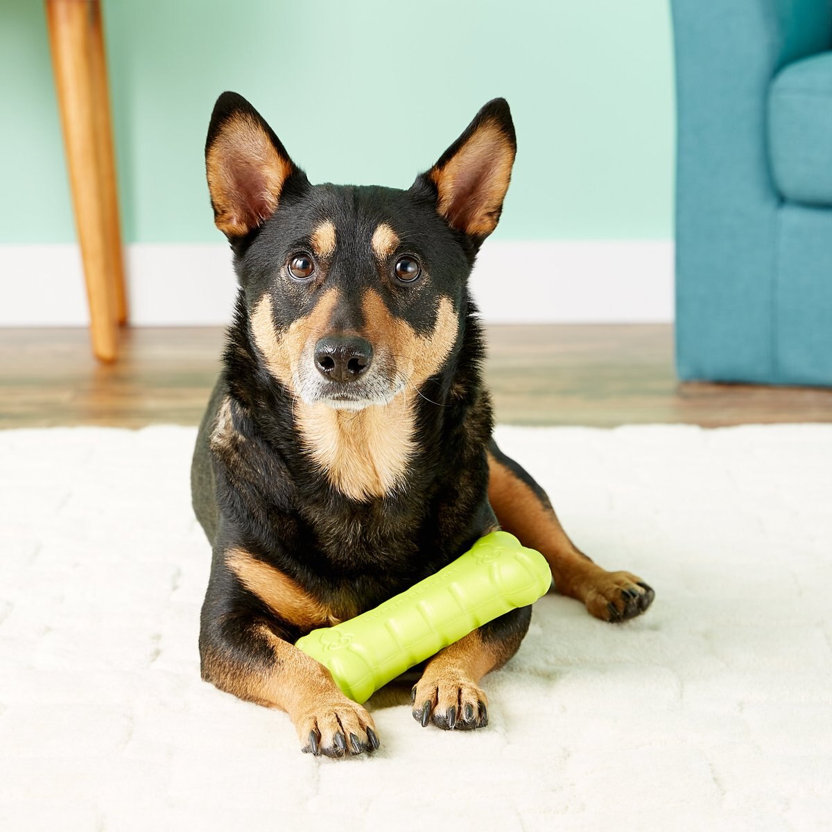 HYPER PET Hyper Chewz Dog Chew Toy, Bone - Chewy.com