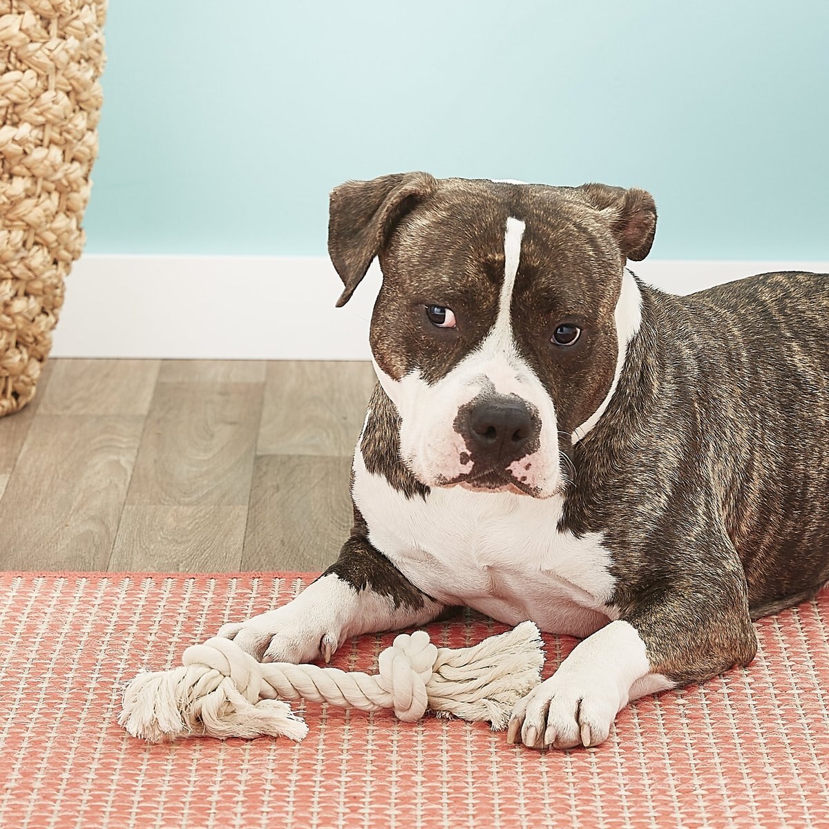 MAMMOTH 100% Cotton Dog Rope Toy, Medium - Chewy.com