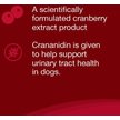 NUTRAMAX Crananidin Cranberry Extract Chewable Tablets Urinary ...