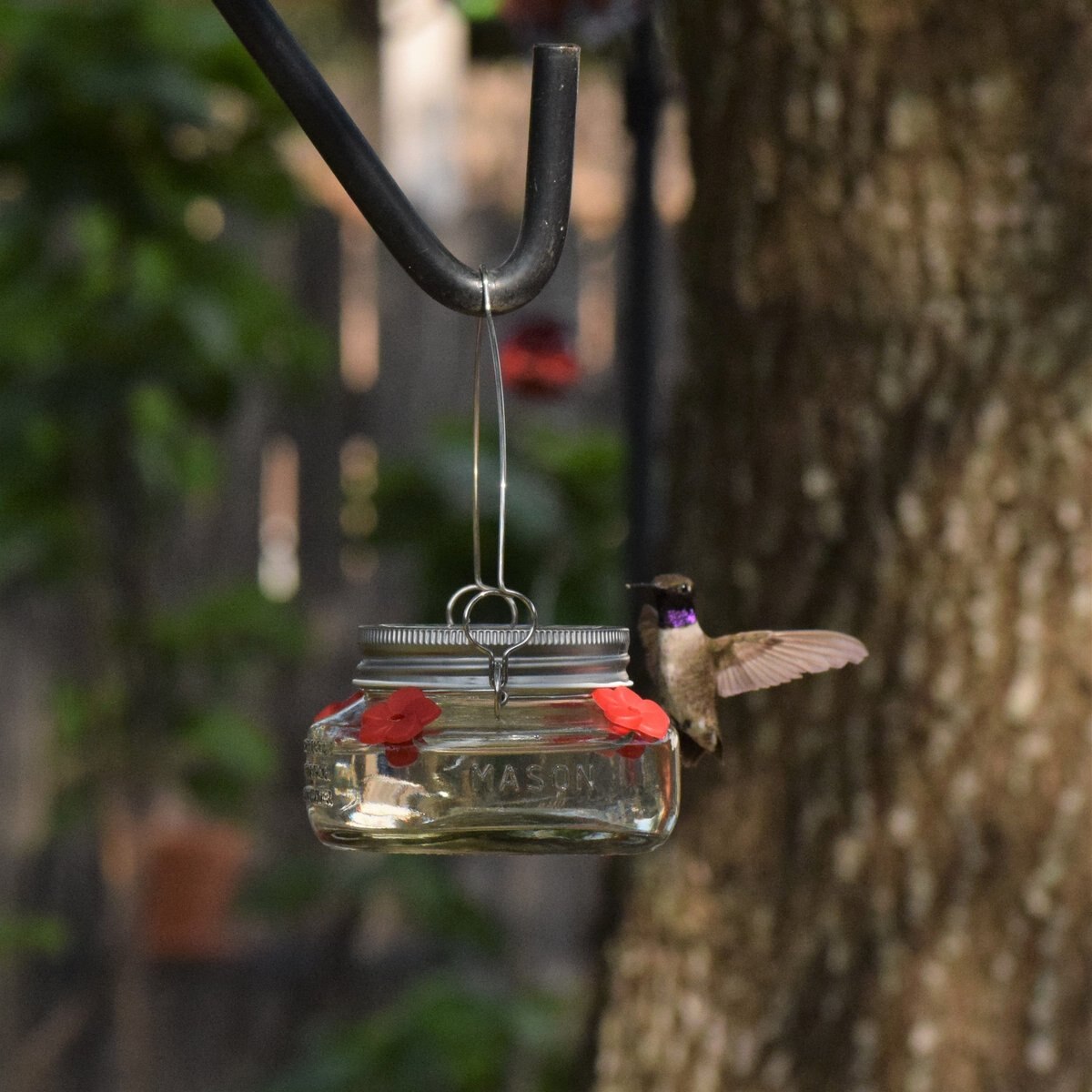 NATURES WAY BIRD PRODUCTS Mason Jar Humming Bird Feeder, Clear, 6-oz ...