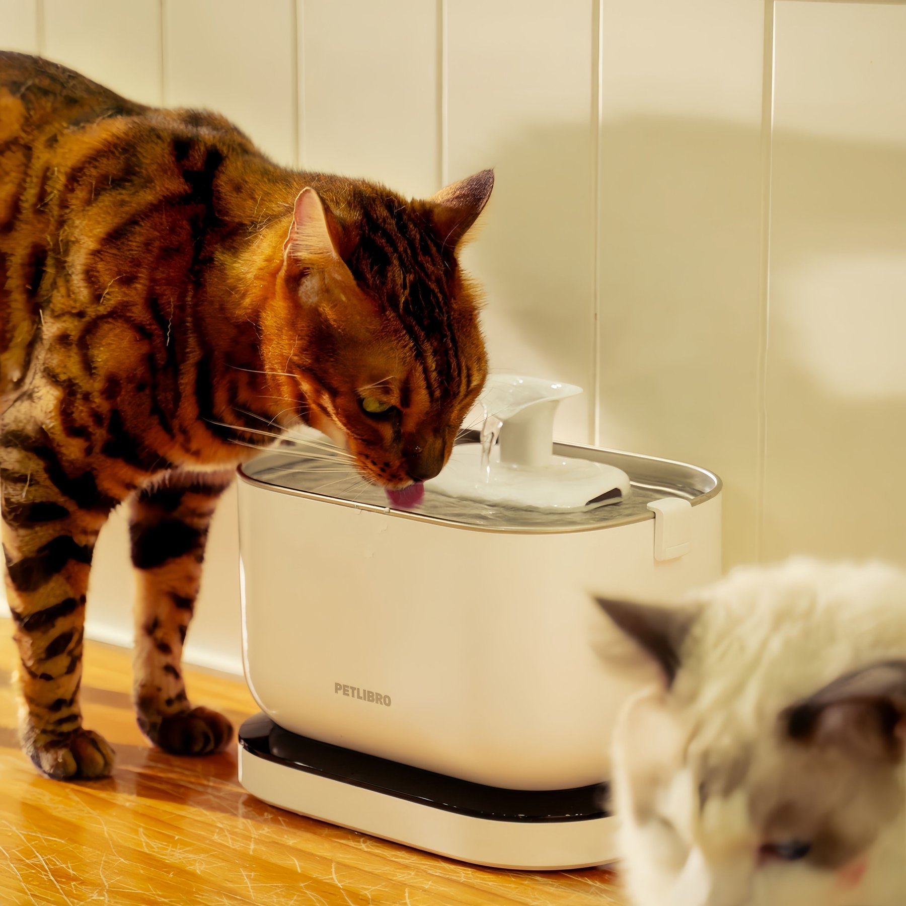 PETLIBRO Dockstream Battery Operated Cat Water Fountain + 1 Replacement ...