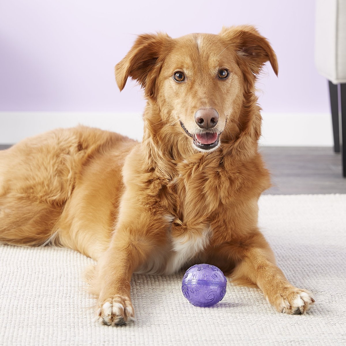 KONG Squeezz Crackle Ball for Dogs, Color Varies, Medium - Chewy.com