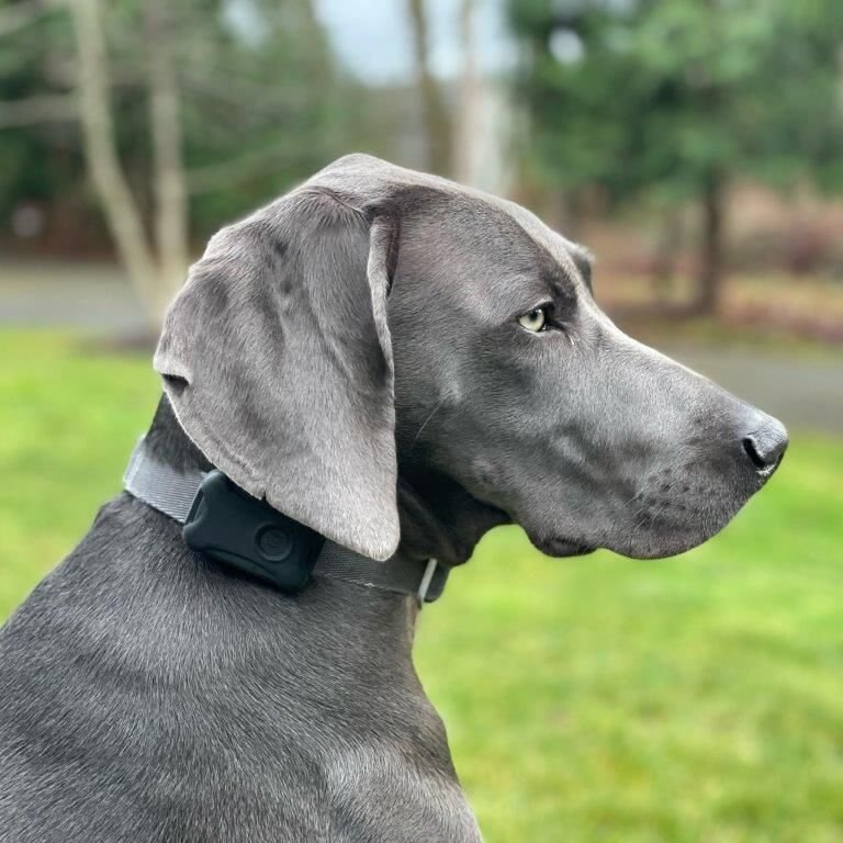 PEBBLEBEE Dog & Cat GPS & Activity Tracker, Black - Chewy.com