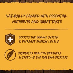 10 Best Supplies for Chickens 2024: According to Reviews | Chewy