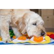 INJOYA Breakfast Cat & Dog Snuffle Mat, Blue, Large - Chewy.com