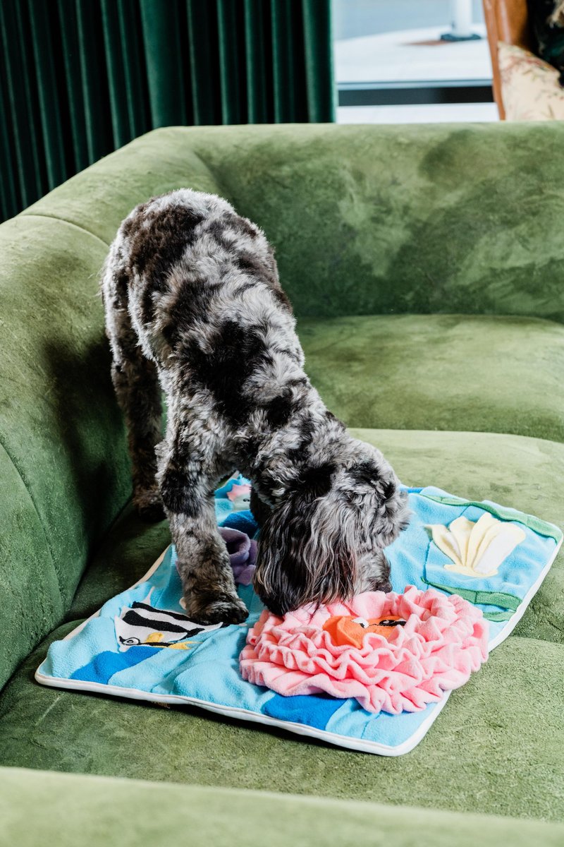 INJOYA Under The Sea Cat & Dog Snuffle Mat, Blue, Medium - Chewy.com