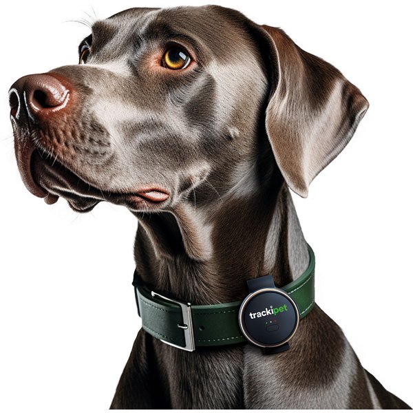TRACKI TrackiPet Smart GPS Dog Tracker, Slate - Chewy.com