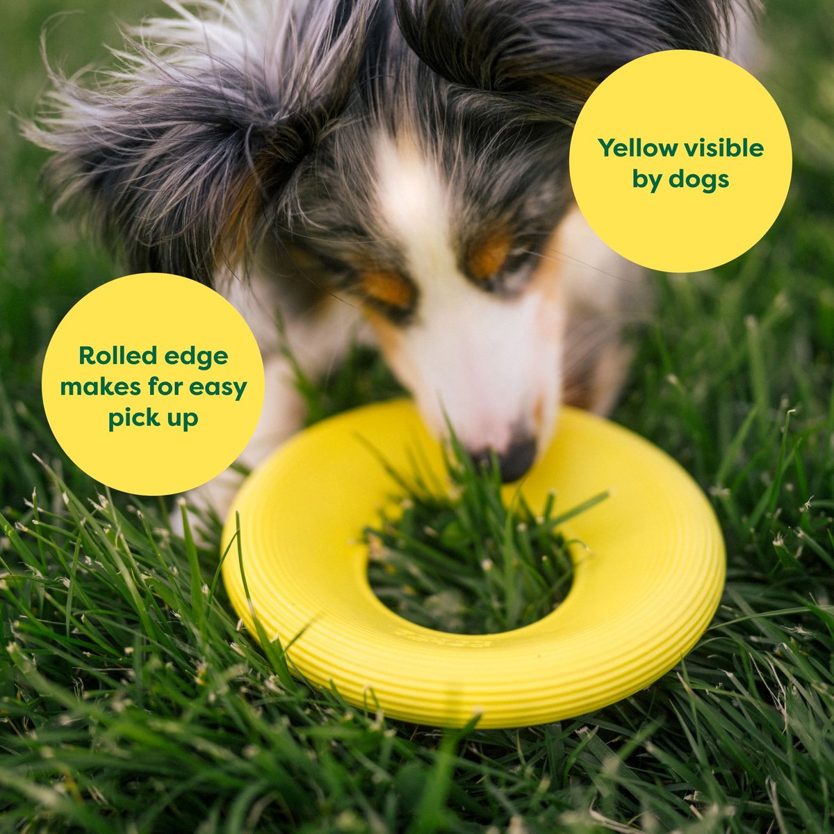 EARTH RATED Flyer Dog Toy, Small - Chewy.com