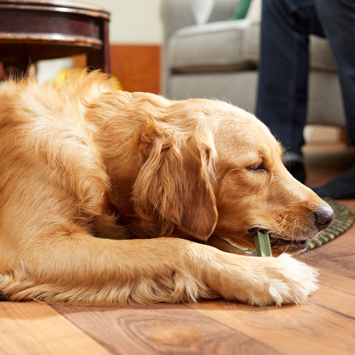 New Version Available - PEDIGREE Dentastix Fresh Mint Flavored Large ...