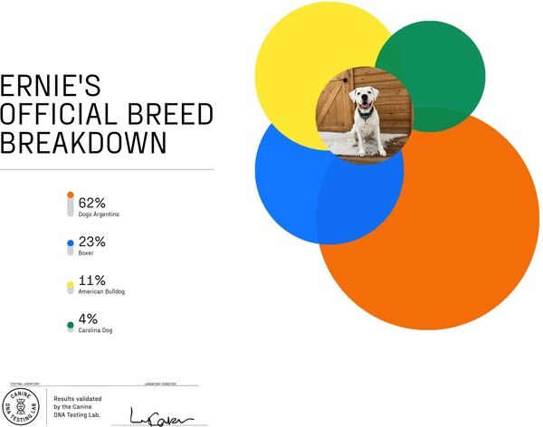 DNA MY DOG Essential Breed Identification Test - Chewy.com