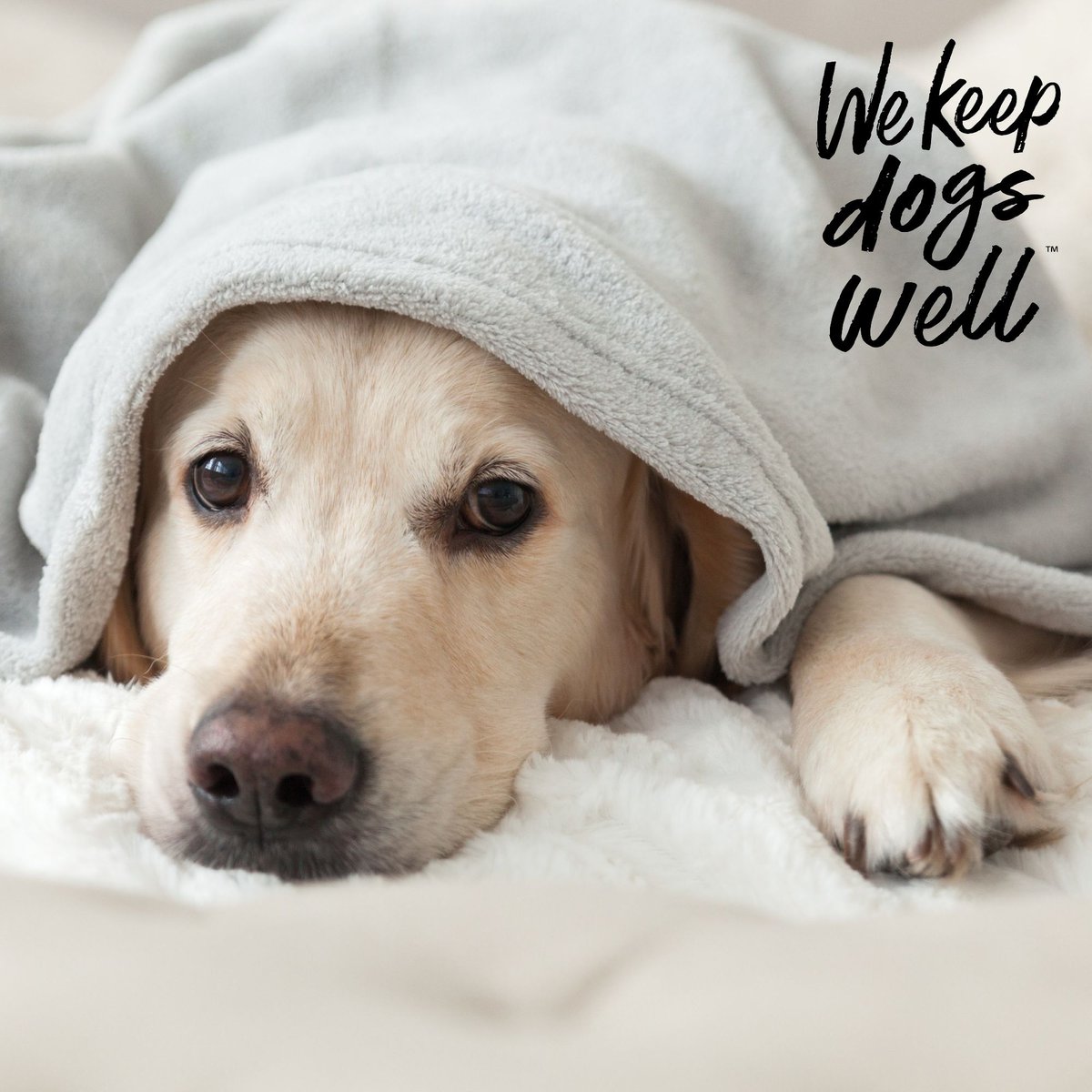 DOGSWELL Remedy+Recovery Pet Wormer for Dogs & Cats, 8-fl oz bottle ...