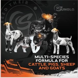 10 Best Vitamins & Supplements for Pigs 2025: According to Reviews | Chewy