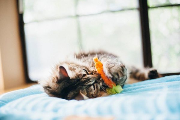 P.L.A.Y. PET LIFESTYLE AND YOU Feline Frenzy Farm To Tabby Plush ...