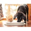 WEATHERTECH Double Low Stainless Steel Cat & Dog Pet Feeding System ...