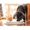 WEATHERTECH Double Low Poly Bowl Cat & Dog Pet Feeding System, Tan, 64 ...