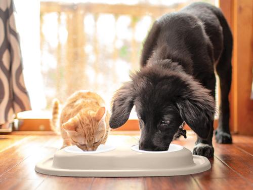 WEATHERTECH Double Low Poly Bowl Cat & Dog Pet Feeding System, Tan, 64 ...