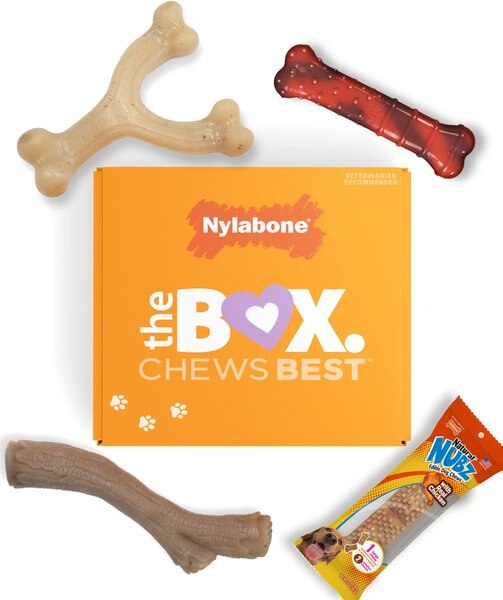 NYLABONE The Box Chew Toy & Treat Gift Box for Small Dogs, Small, Red ...