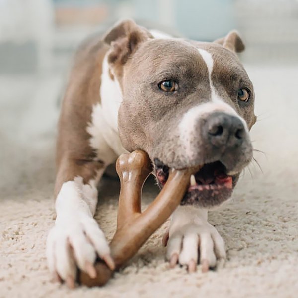 BENEBONE Bacon Flavor Wishbone Tough Dog Chew Toy, Large - Chewy.com