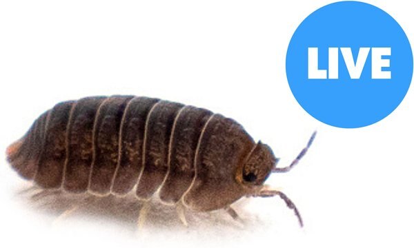 Temporarily Unavailable - JOSH'S FROGS Cubaris Murina 'Little Sea ...