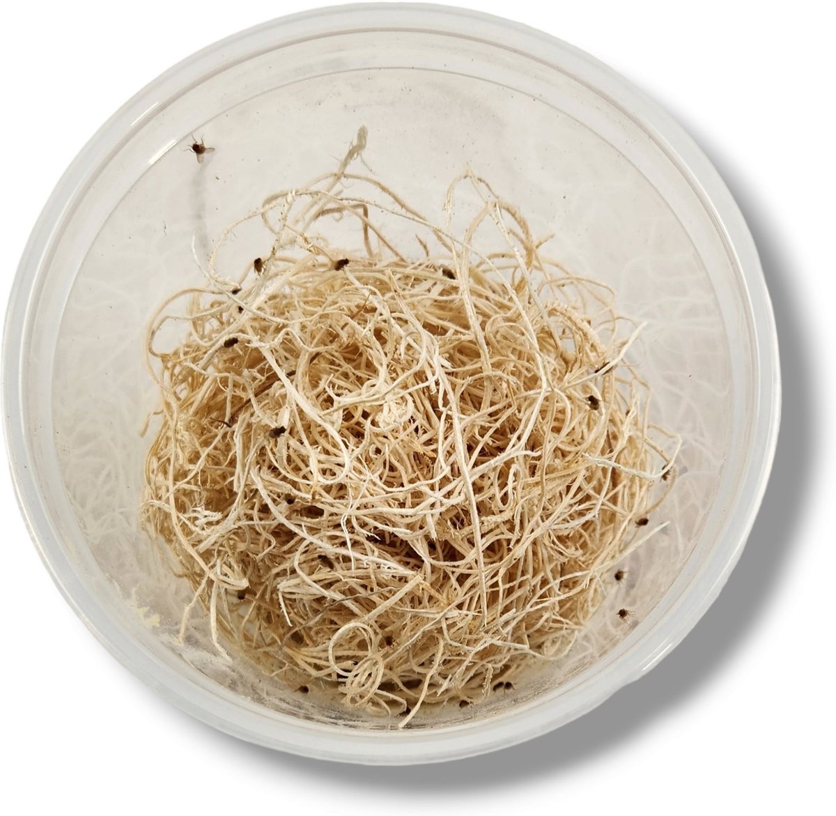 JOSH'S FROGS Freshly Started Flightless Golden Hydei Fruit Fly Culture ...