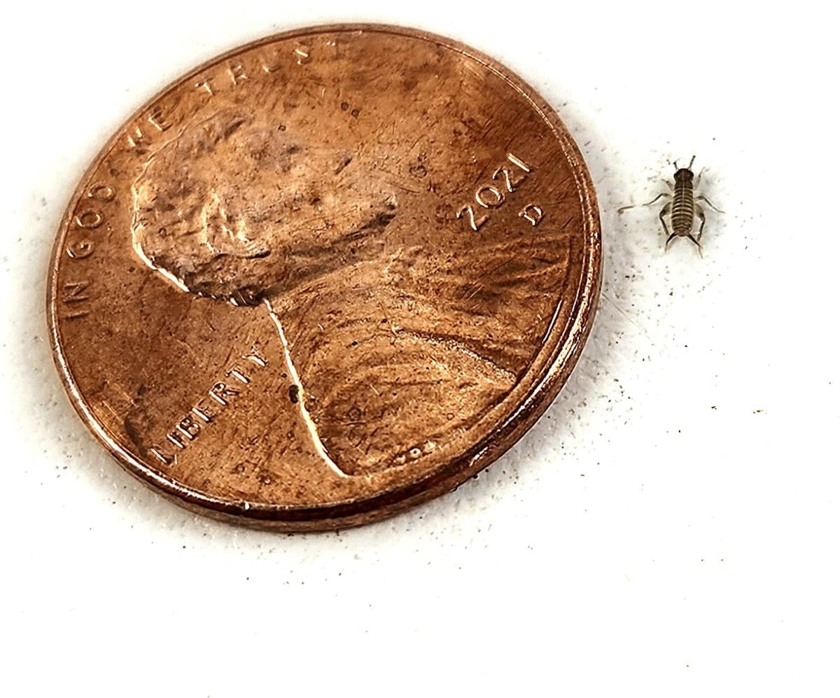 Out of Stock - JOSH'S FROGS Banded Crickets Live Feed Reptile Food, 500 ...