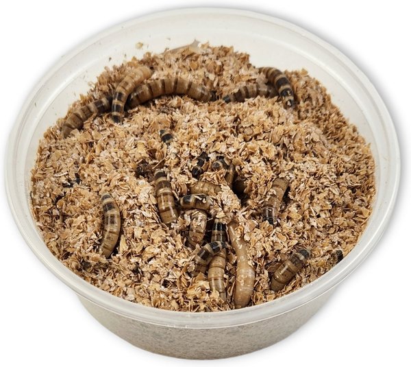 Temporarily Unavailable - JOSH'S FROGS Superworms Live Feed Reptile Food, 50 count - Chewy.com