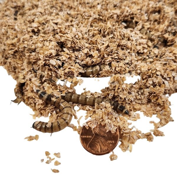 Temporarily Unavailable - JOSH'S FROGS Superworms Live Feed Reptile Food, 50 count - Chewy.com