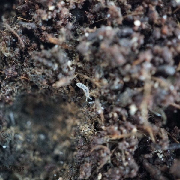 Temporarily Unavailable - JOSH'S FROGS Temperate Springtail Collembola ...
