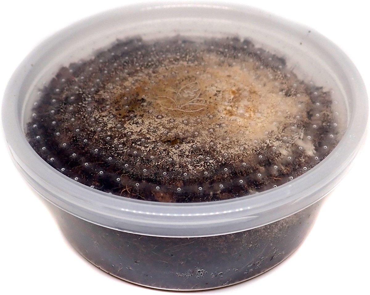 Temporarily Unavailable - JOSH'S FROGS Temperate Springtail Collembola ...