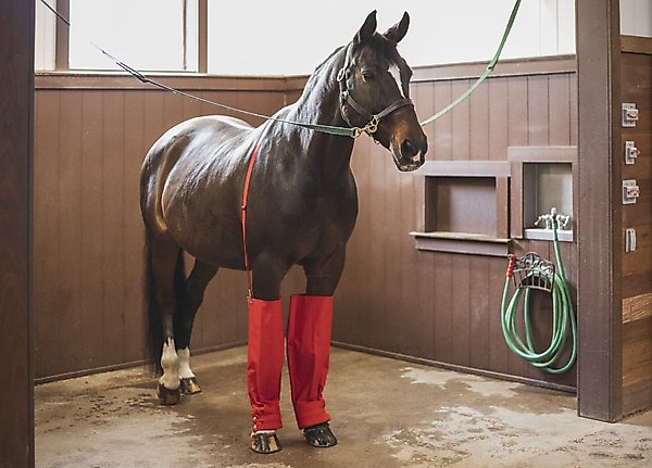 JACKS Cordura Ice Boots Cooling Horse Ice Boots, Red - Chewy.com