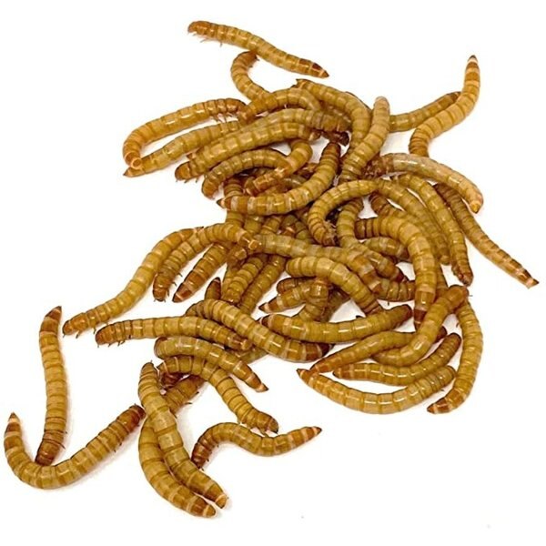 EXOTIC NUTRITION Live Mealworms Reptile Food, Giant, 250 count - Chewy.com