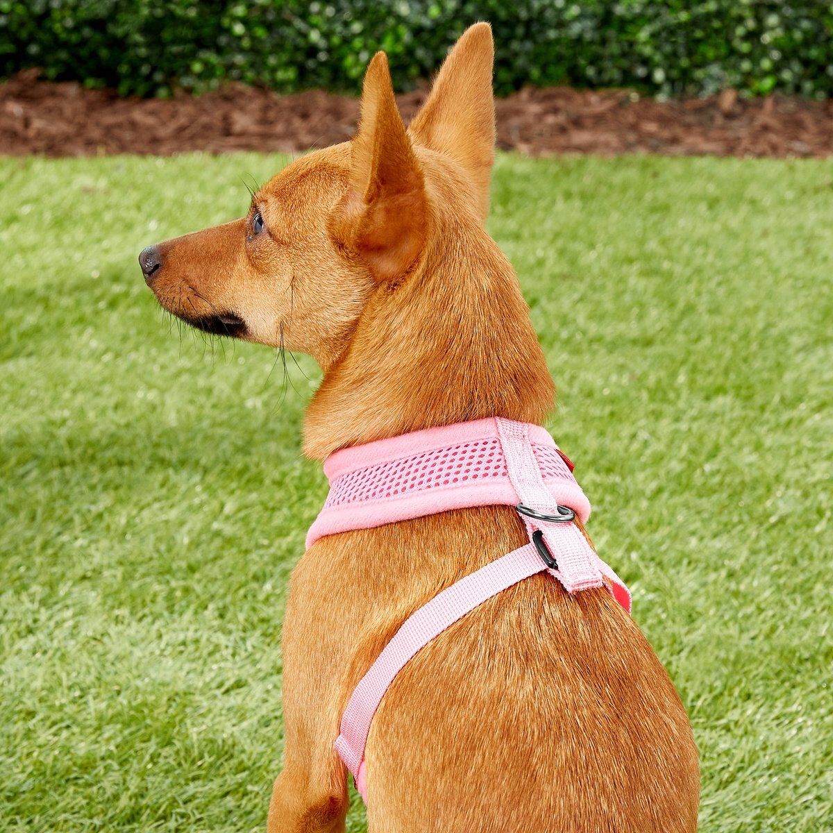 PUPPIA Polyester Back Clip Dog Harness, Pink, Small: 12 to 18-in chest ...