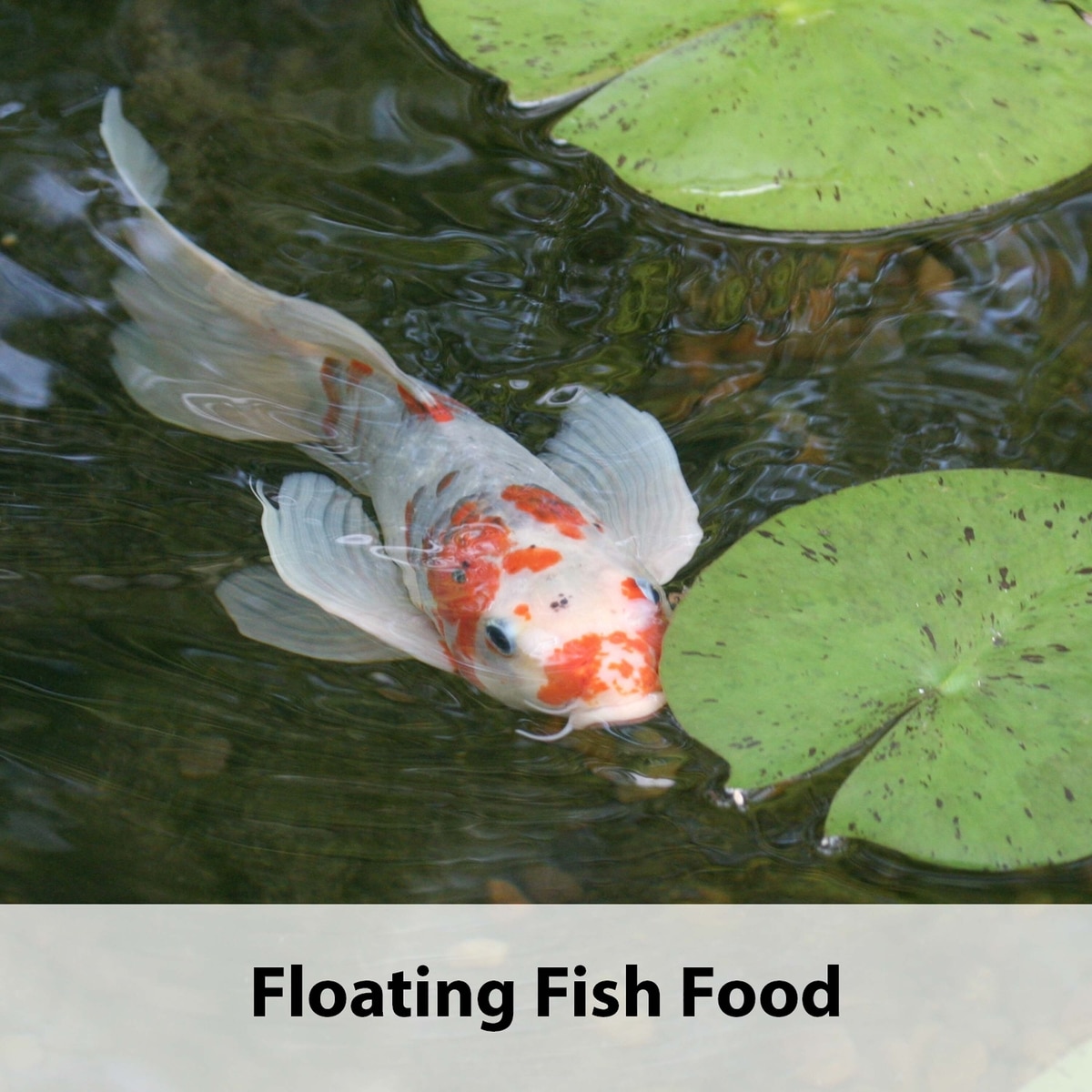 Discontinued - KAYTEE Koi's Choice Premium Fish Food, 3-lb bag - Chewy.com