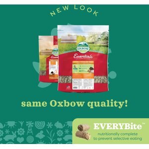 10 Best Rat Foods 2024: According to Reviews | Chewy