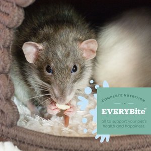 10 Best Rat Foods 2024: According to Reviews | Chewy