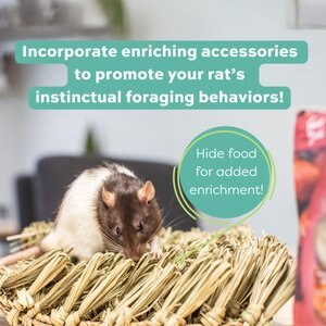 10 Best Rat Foods 2024: According to Reviews | Chewy