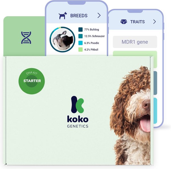 KOKO GENETICS Starter DNA Test for Dogs - Chewy.com