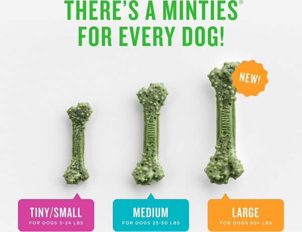 MINTIES Tiny/Small Mint Flavored Dental Treats for Dogs, 5-24 lbs, 48 ...